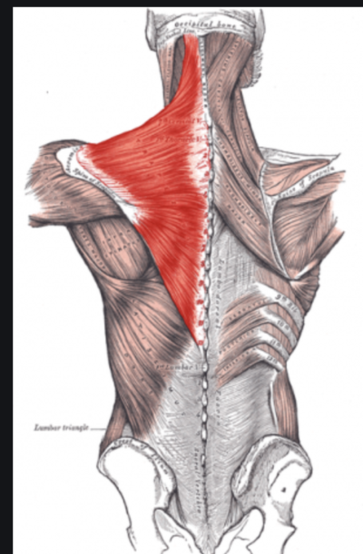 Trapezius Pain - Dr. Justin Dean