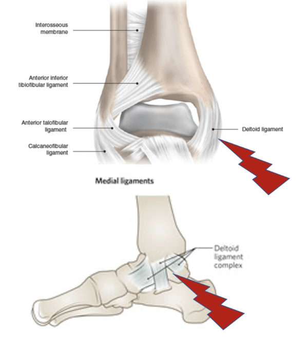 Deltoid Ligament: Medial Ankle Ligament - Dr. Justin Dean